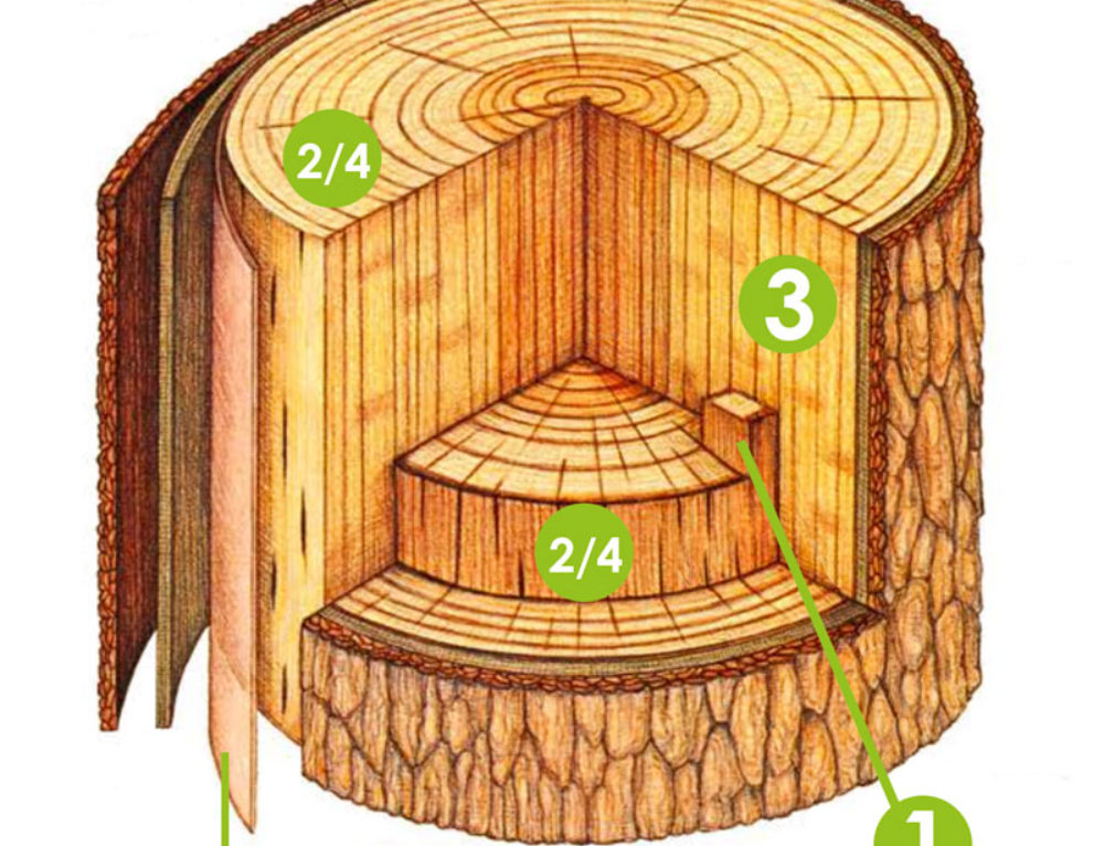 Quel arbre ou arbuste planter dans mon jardin en Belgique?